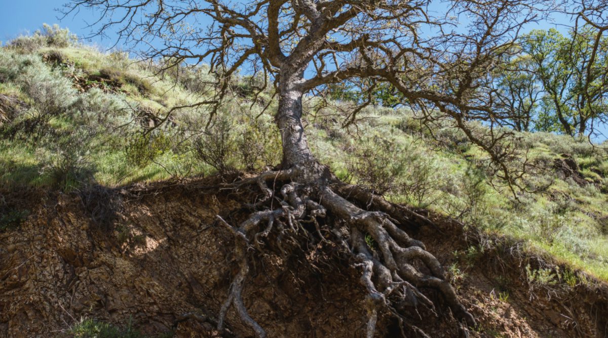 What's Your Root Sin? - SpiritualDirection.com